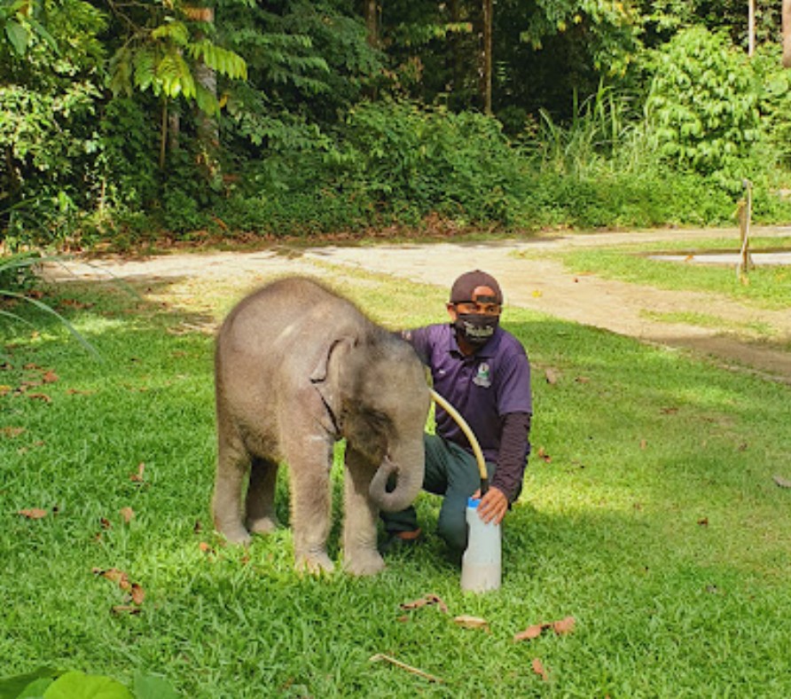 √ Pusat Konservasi Gajah Kuala Gandah: Harga Tiket, Waktu Operasi ...
